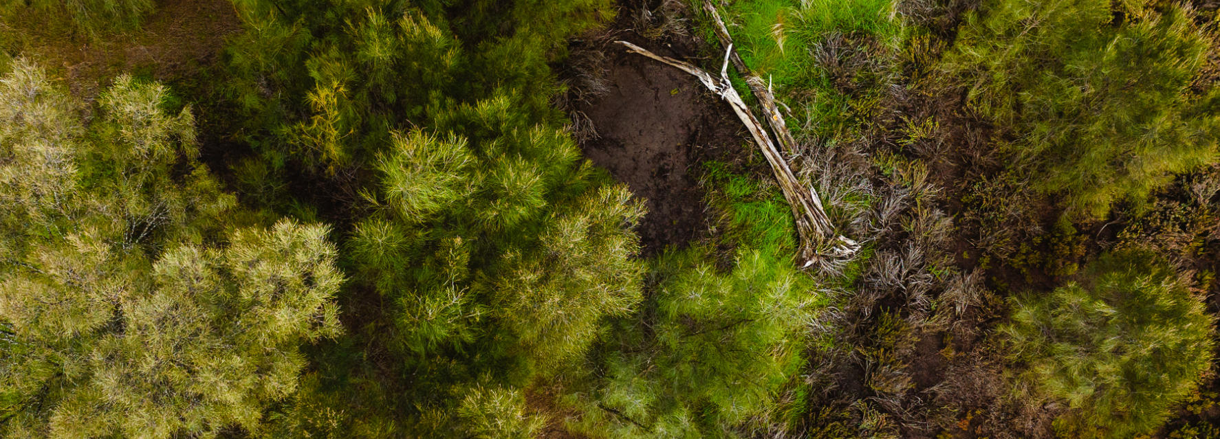 Trillion Trees Australia - Planting Trees & Growing Communities in Perth