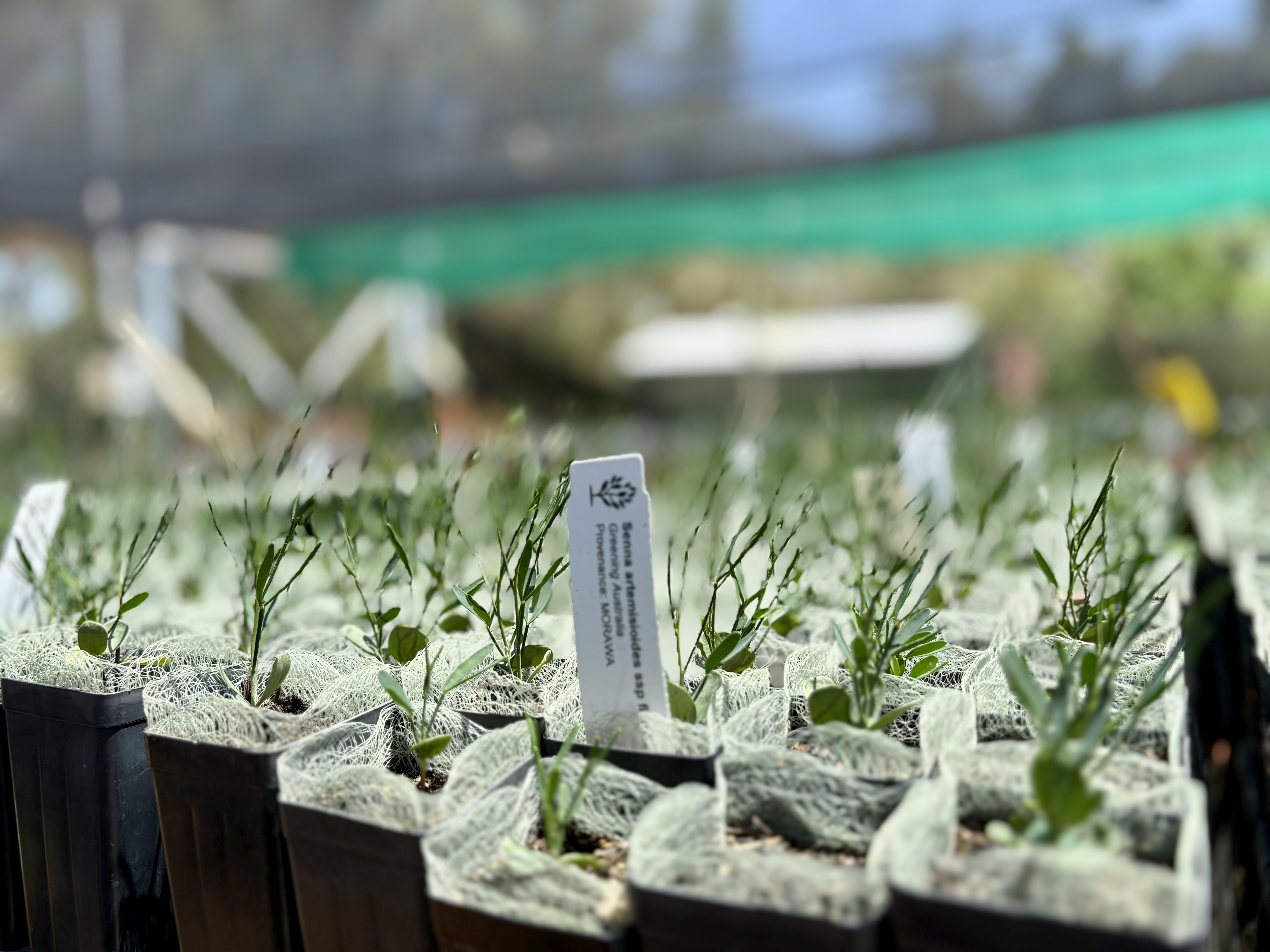 Trillion Trees Australia - Planting Trees & Growing Communities in Perth